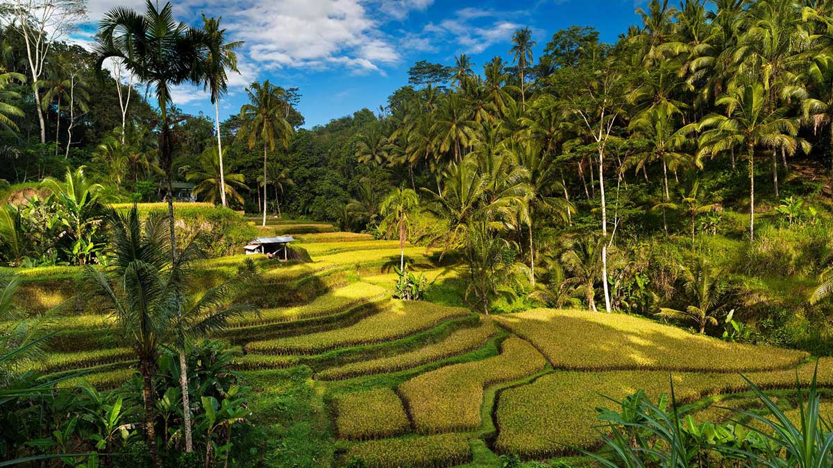 Tegalalang Rice Terrace: Best Bali's Instagrammable Spot