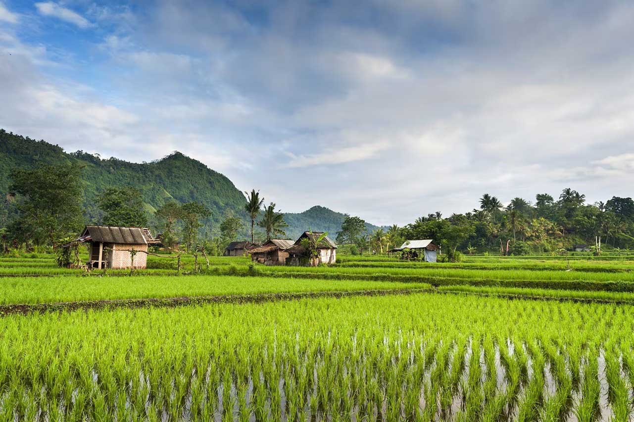 Exploring the Best 10 Rice Terraces in Bali