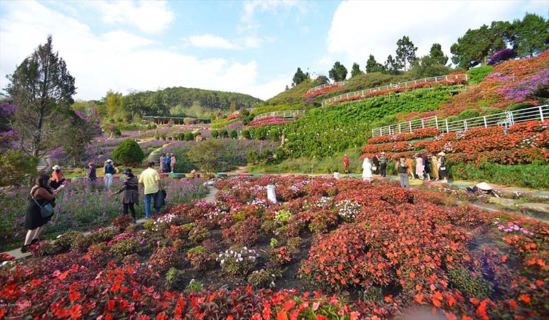 A Floral Paradise: Exploring the Dalat Flower Festival in Vietnam