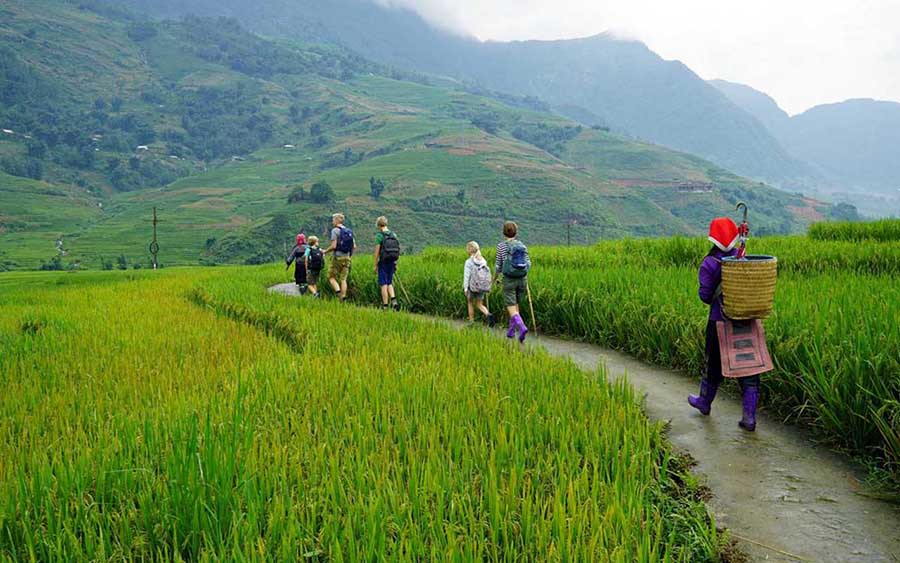 Rice Fields in Vietnam: Where to see the best